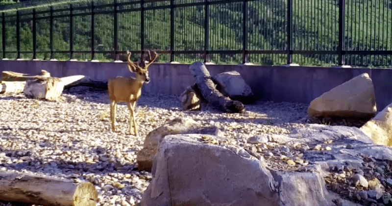 Image source: facebook/UtahDWR