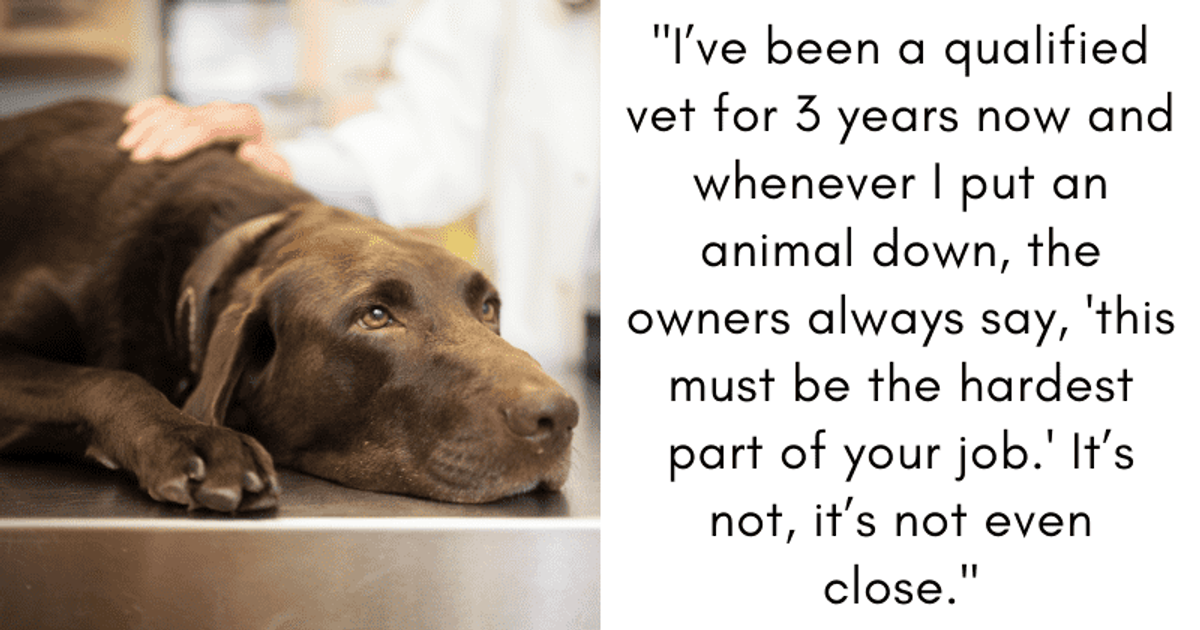 Do Dogs Get Put Down For Arthritis At Milla Gadsdon Blog