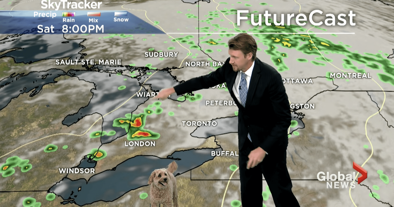 Cover Image Source: YouTube/Global News