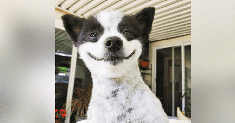 Image source: Instagram/chevysmiles