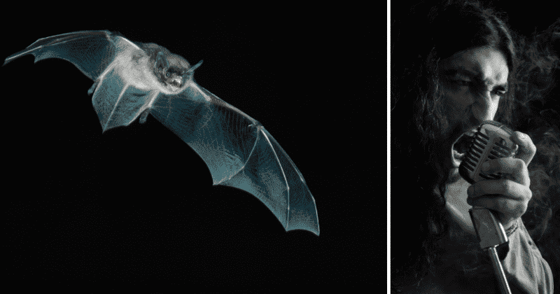 Cover Image Source: Getty Images | (L) JoeMcDonald; (R) selimaksan